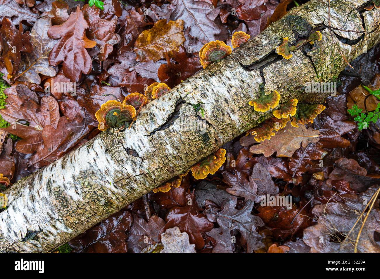 tree fungi on dead tree,nature in detail,close-up Stock Photo - Alamy