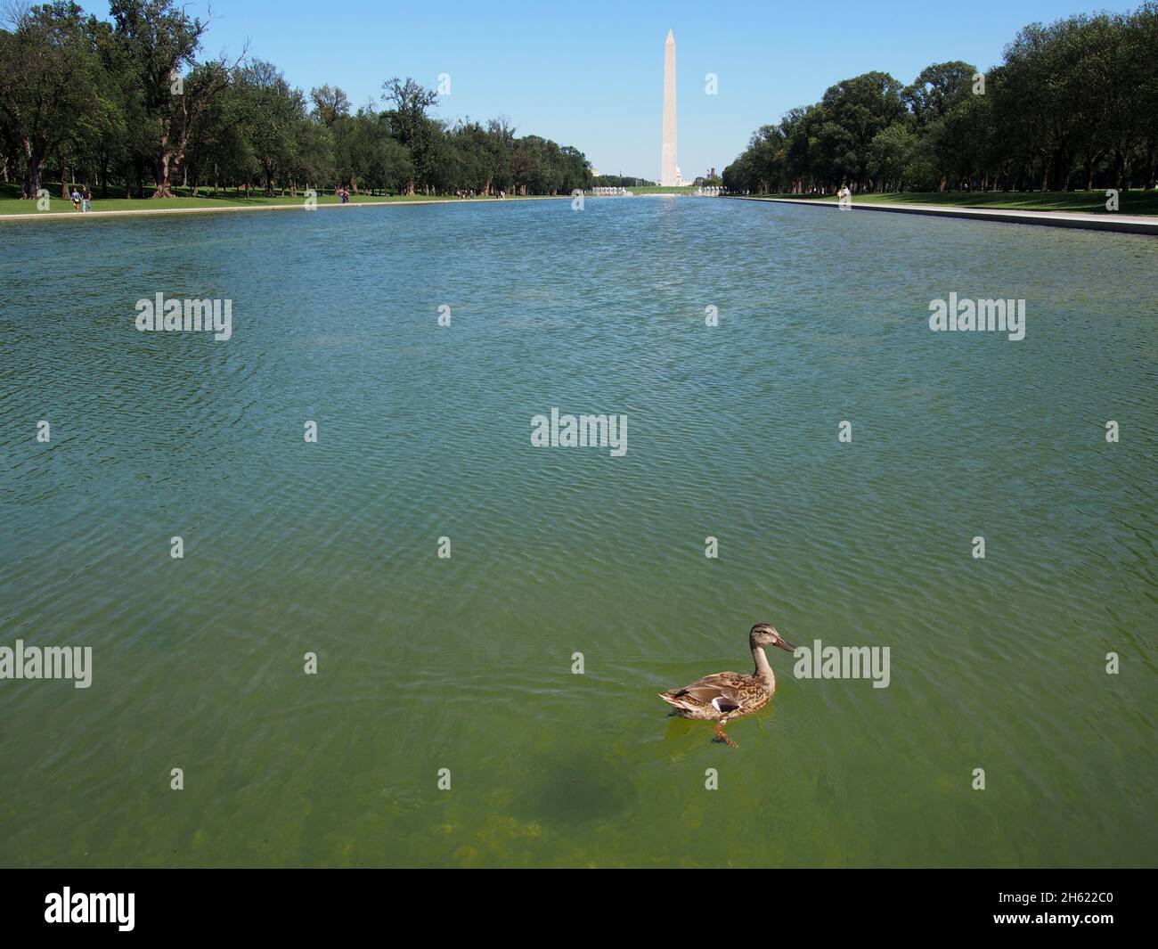 Lone duck swimming in the Washington Mall reflecting pool with ...