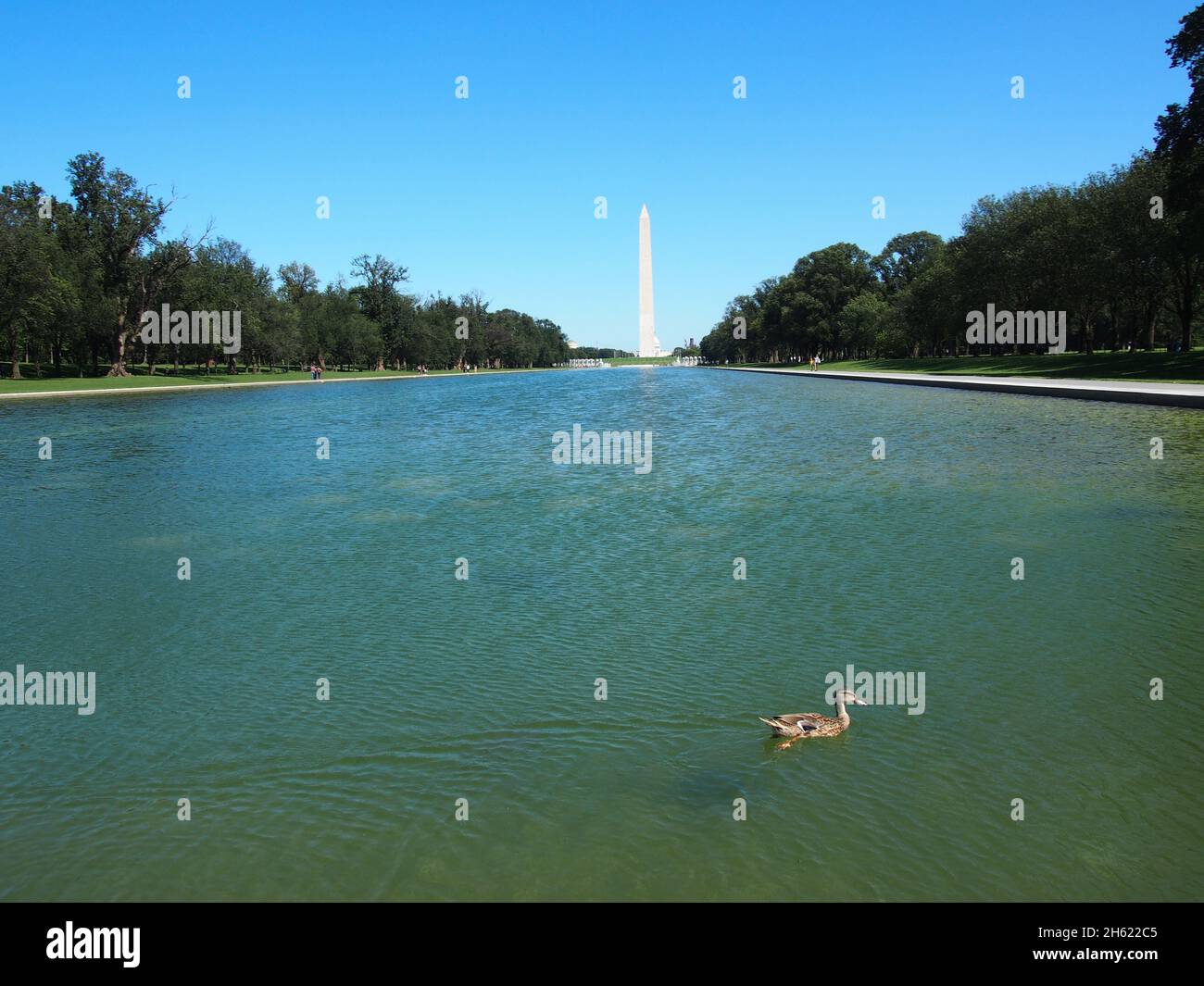 Lone duck swimming in the Washington Mall reflecting pool with ...