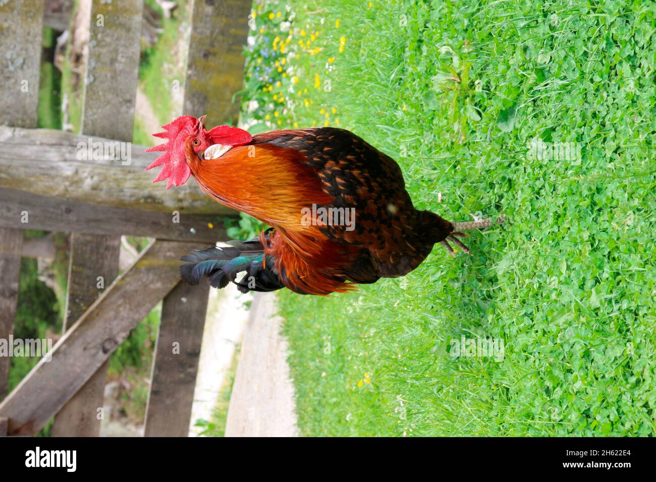 old styrian rooster,gockel,hahn (gallus gallus domesticus) on an alpine ...