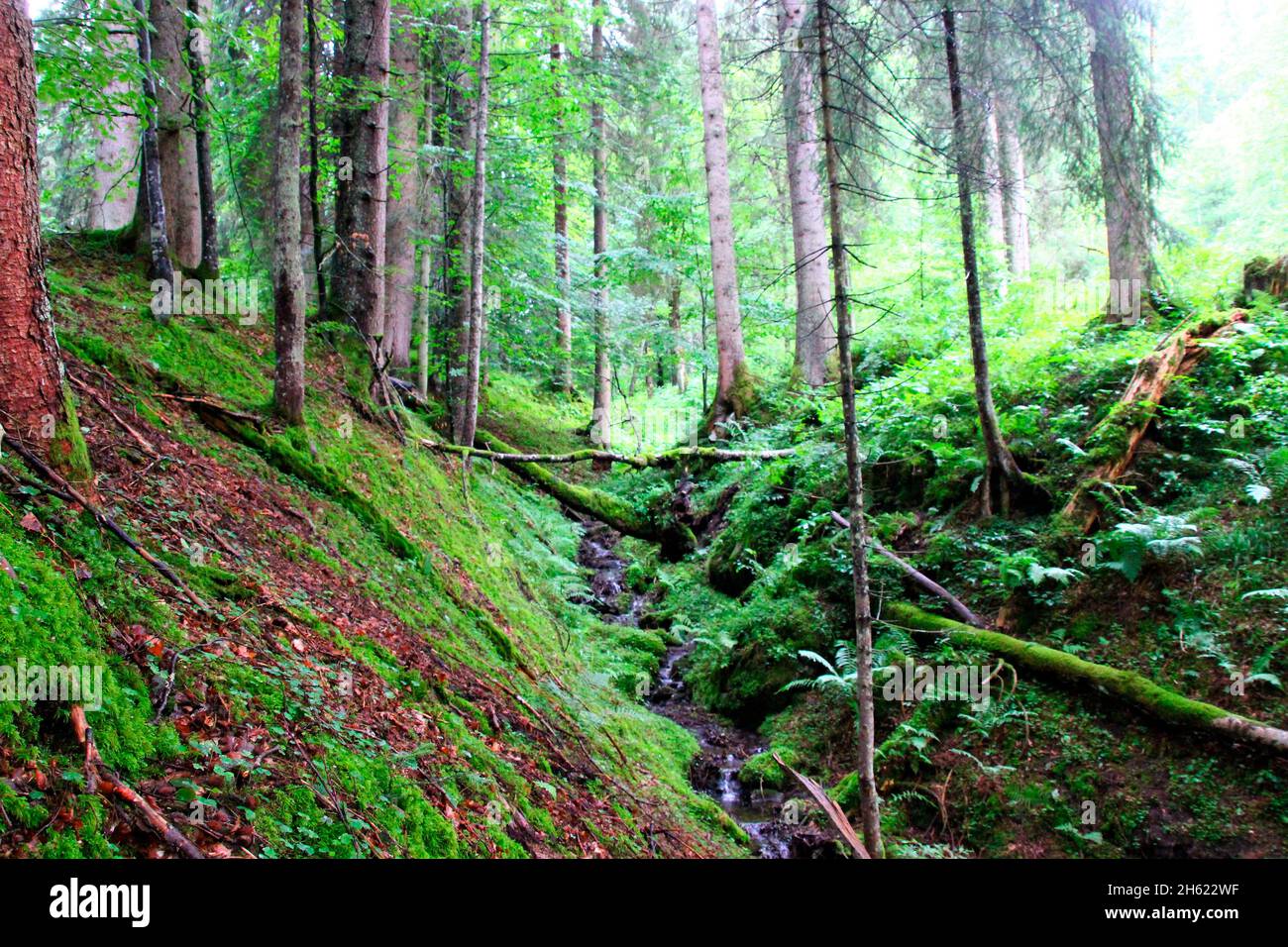 Deep forest hi-res stock photography and images - Alamy