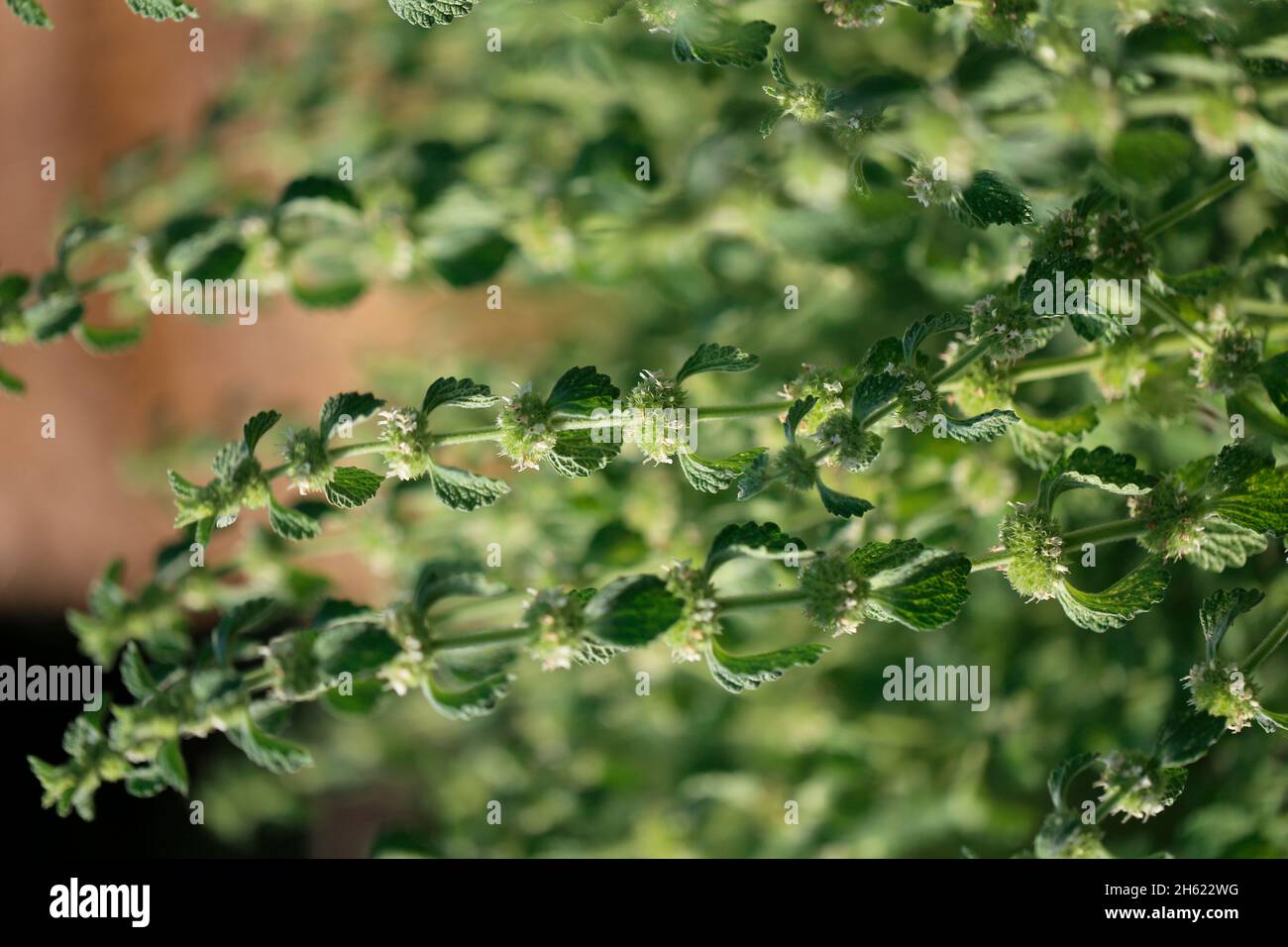 common horehound (marrubium vulgare),white horehound,common horehound ...