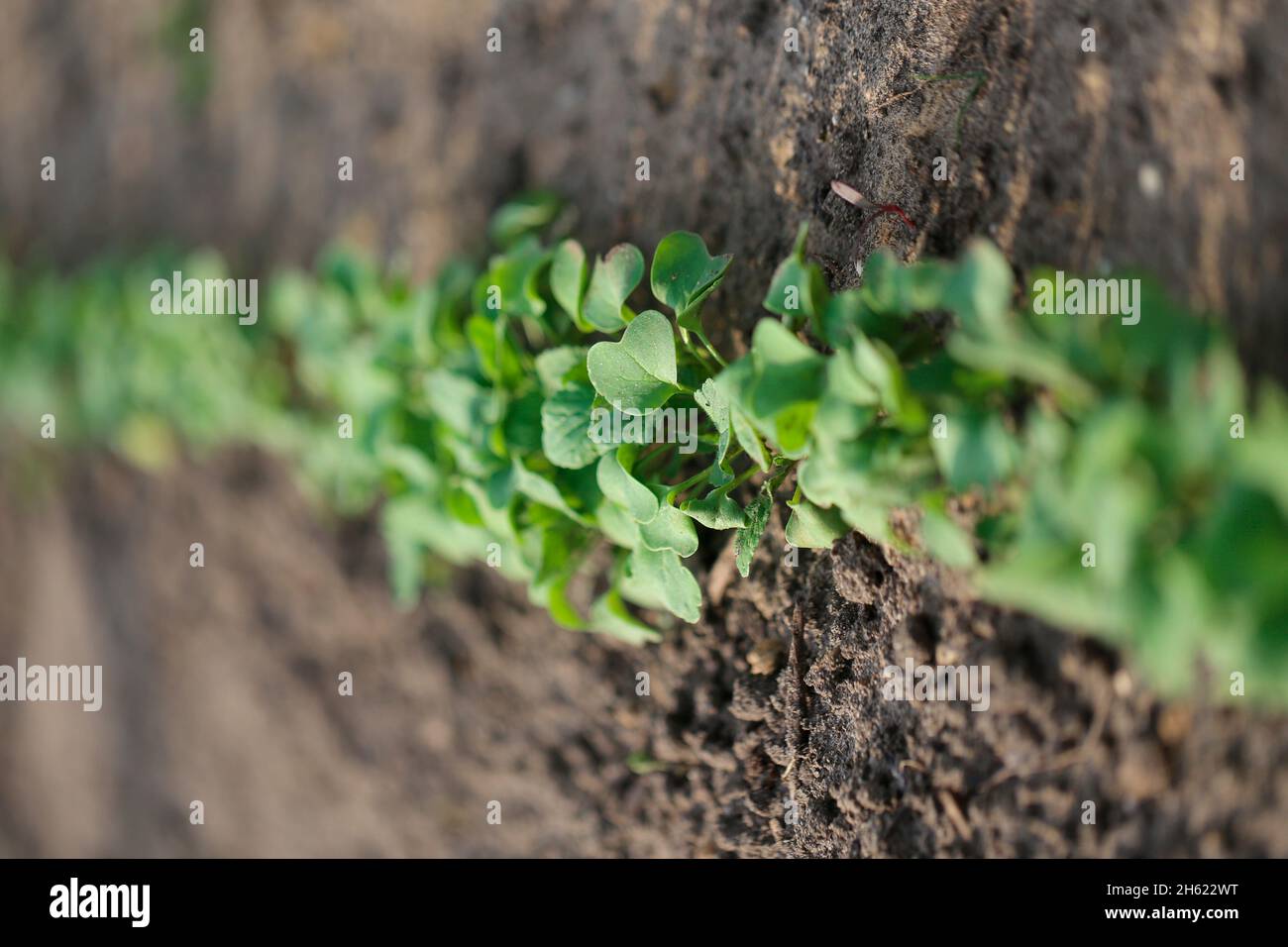 Raphanus sativus var sativus seed hi-res stock photography and images ...