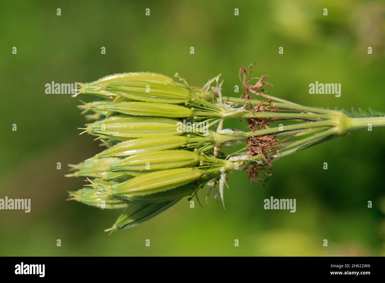 Myrrhis odorata seeds hi-res stock photography and images - Alamy