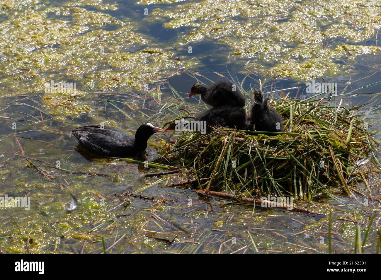 Baby coots hi-res stock photography and images - Alamy