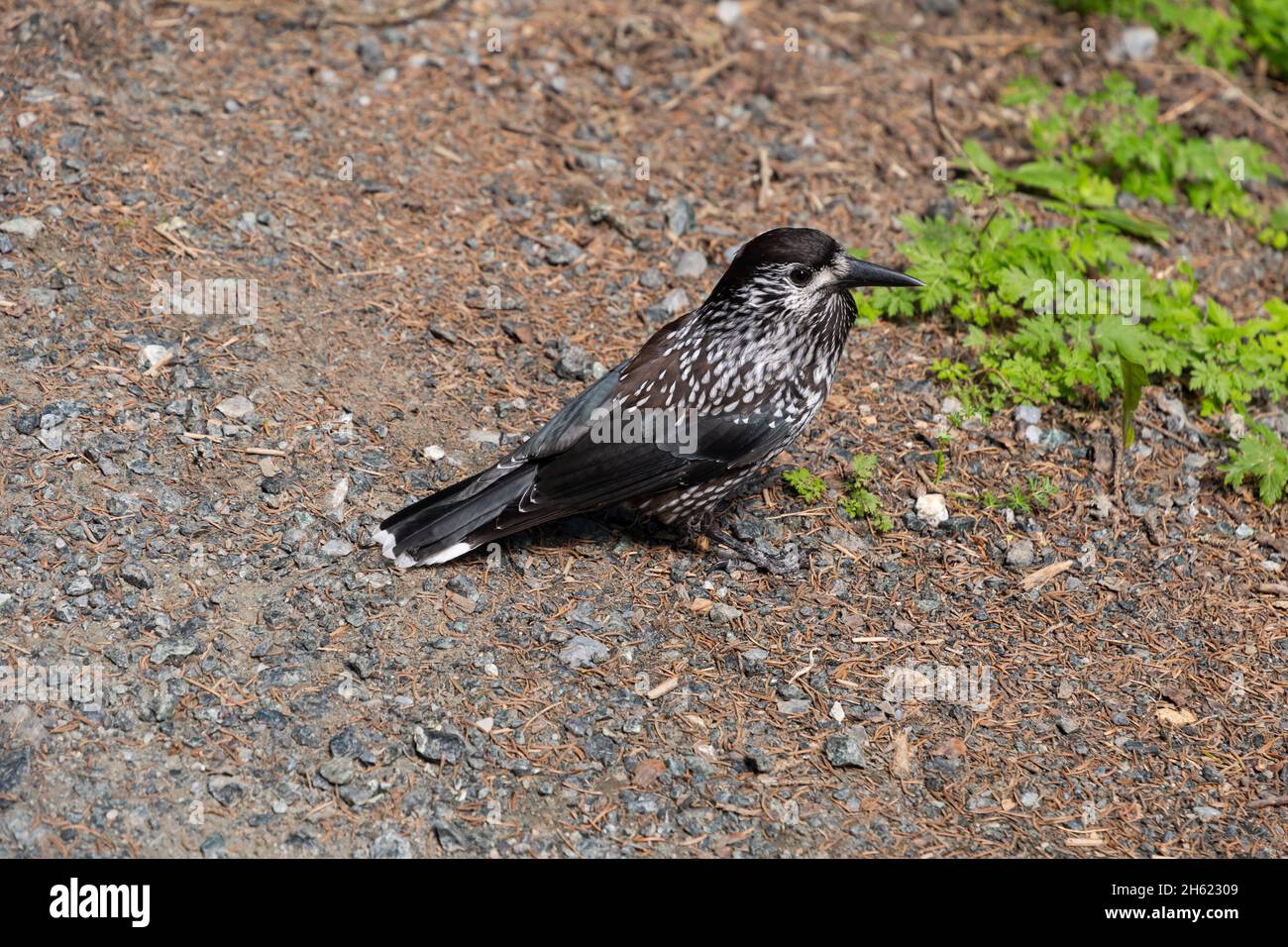 Arosa, Switzerland, August 15, 2021 Tannhaeher bird (Nucifraga ...