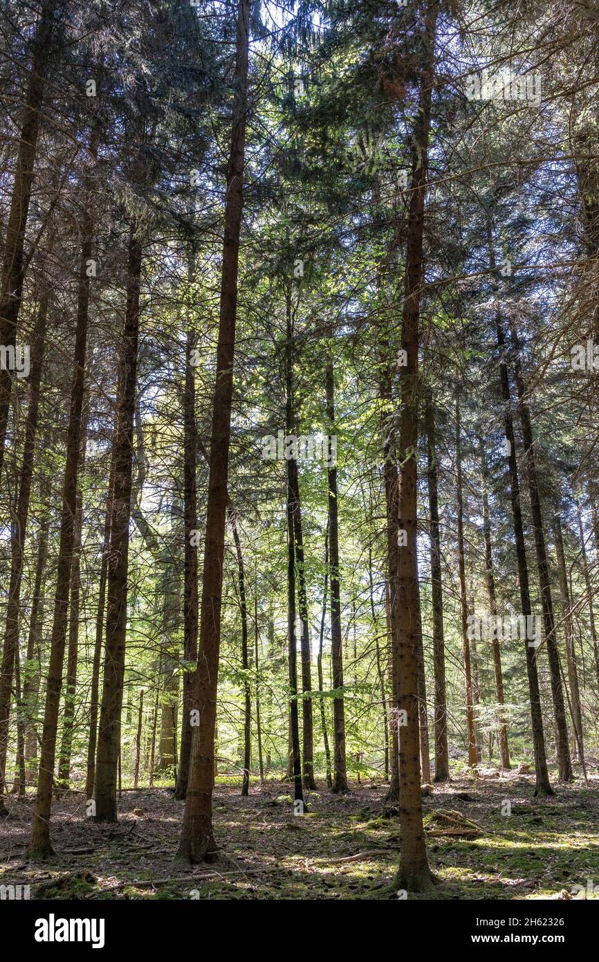 Spring forest scene hi-res stock photography and images - Alamy