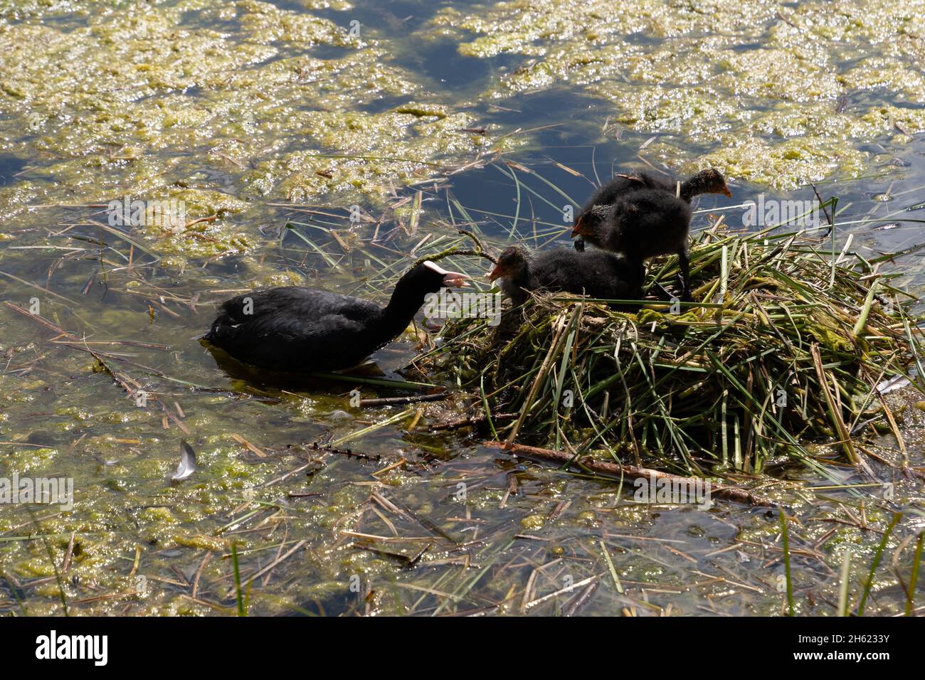 Baby coots hi-res stock photography and images - Alamy
