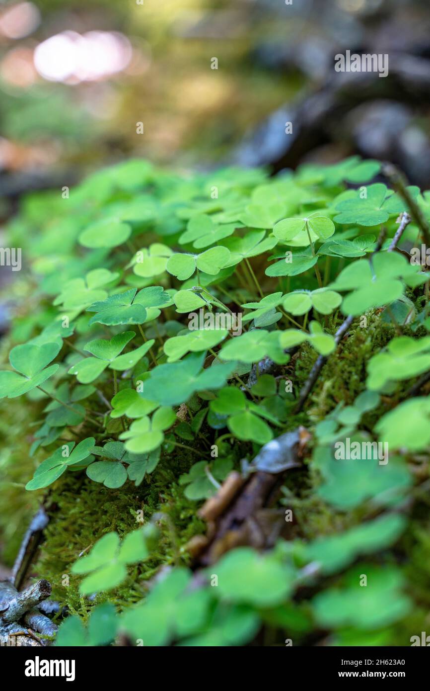 Overgrown dead wood on the forest floor hi-res stock photography and ...