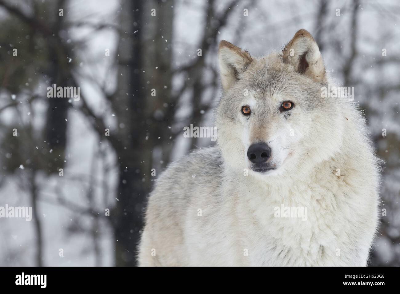 Snow Storm Wolf Stock Photo - Alamy