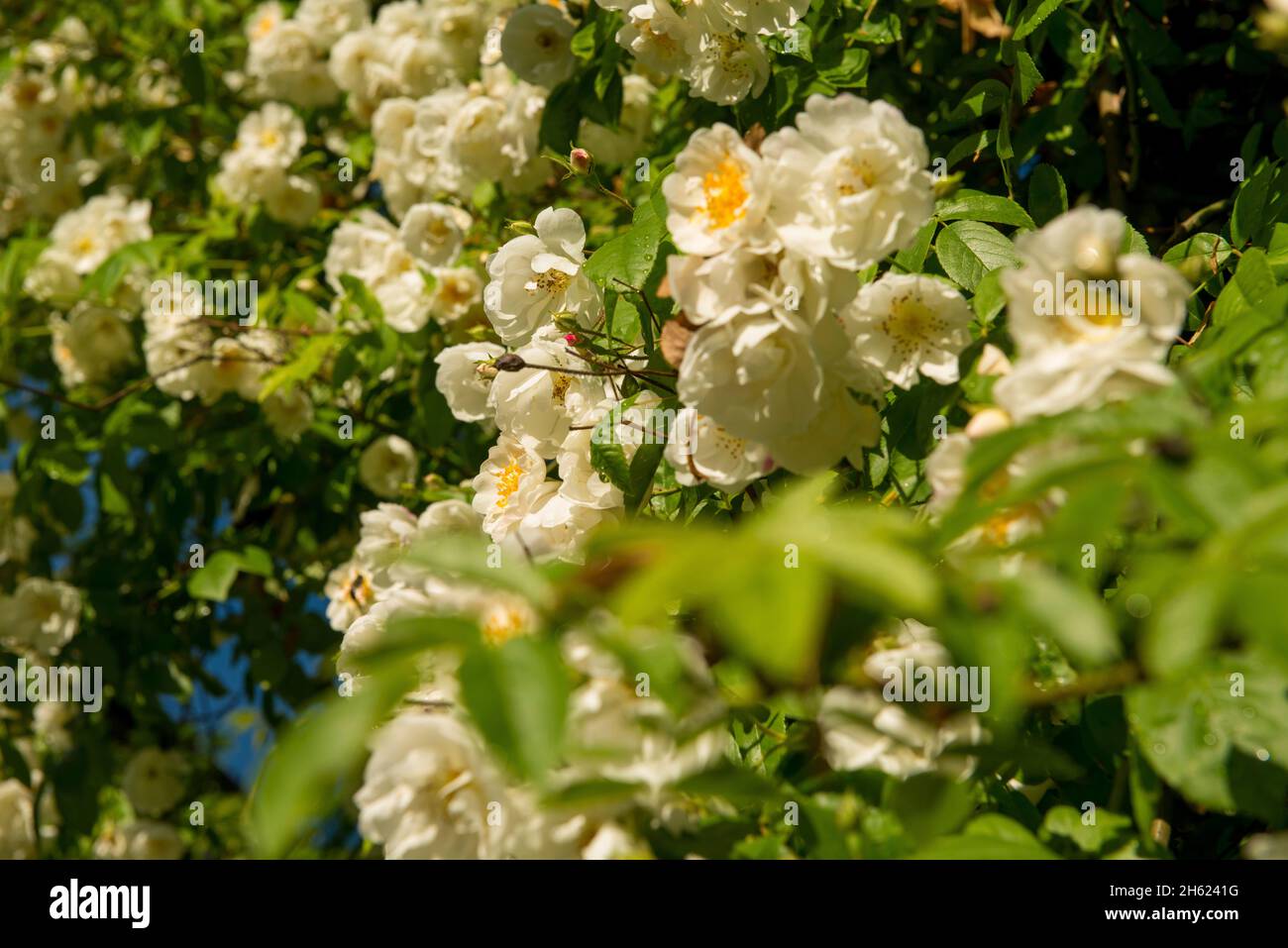 White roses garden hi-res stock photography and images - Alamy