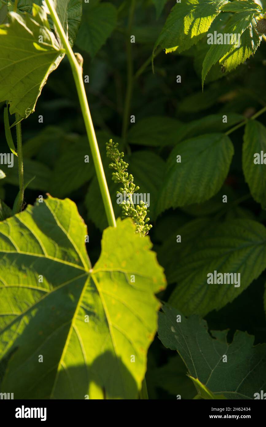 Young grape plants hi-res stock photography and images - Alamy