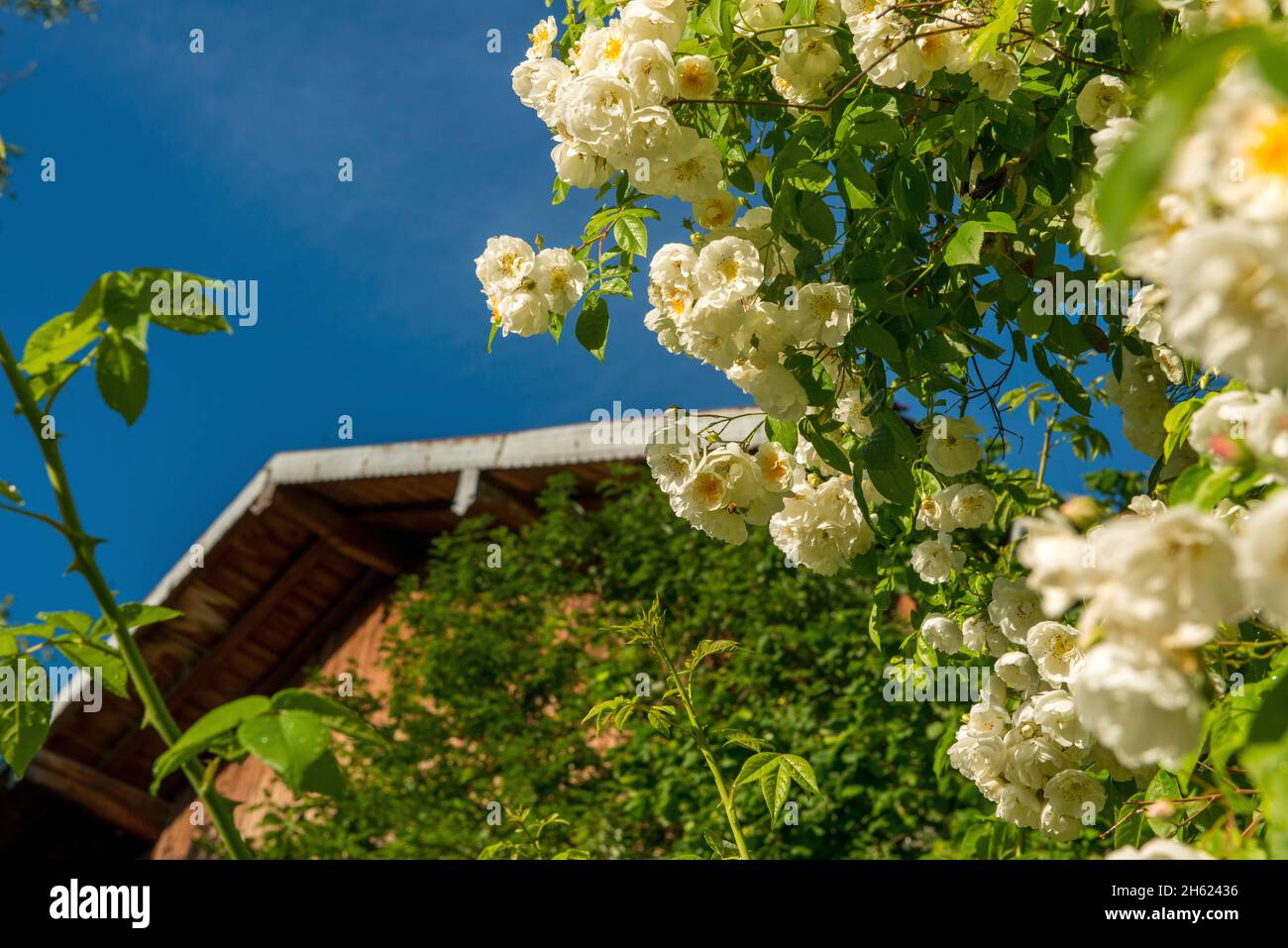 Rambler roses hi-res stock photography and images - Alamy