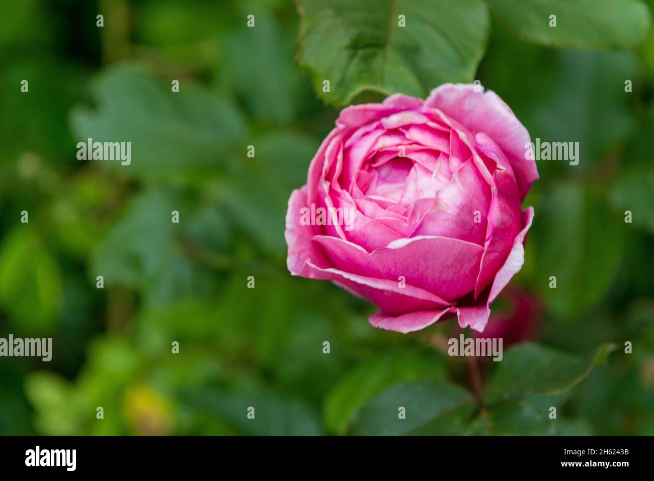 Kingdom of roses hi-res stock photography and images - Alamy