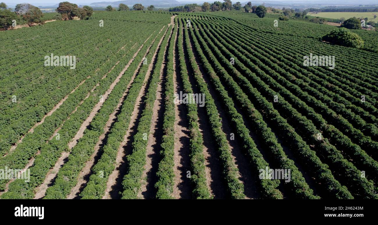 Aerial view of a coffee farm. Coffee plantation. Coffee growing. 4K ...