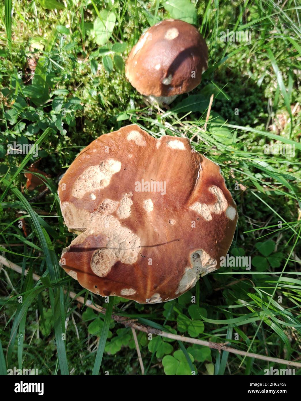two porcini mushrooms with typical traces of snail damage Stock Photo ...