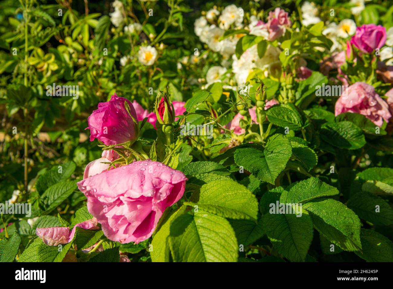Smelling pink roses hi-res stock photography and images - Alamy