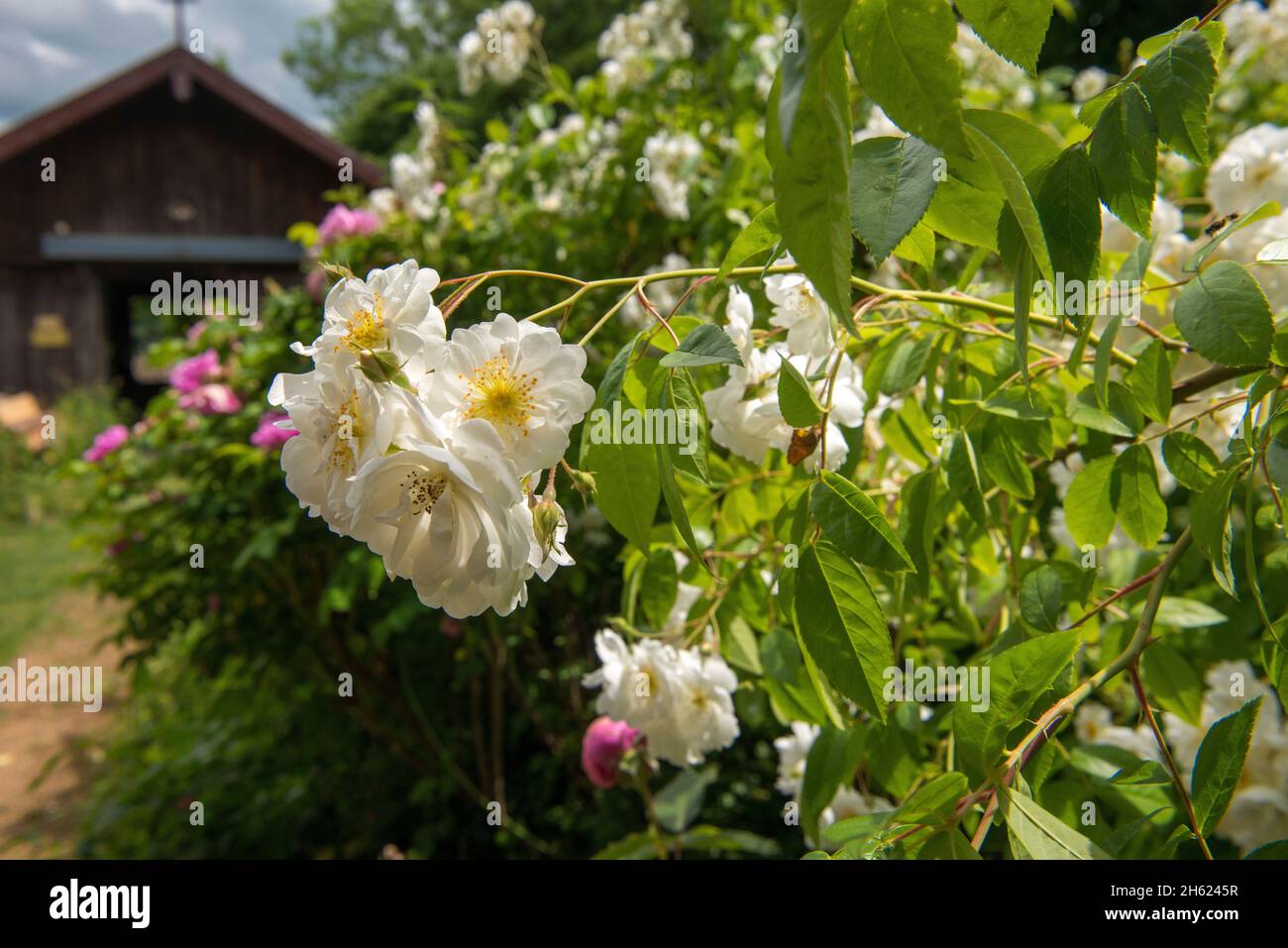 White rambler rose hi-res stock photography and images - Alamy