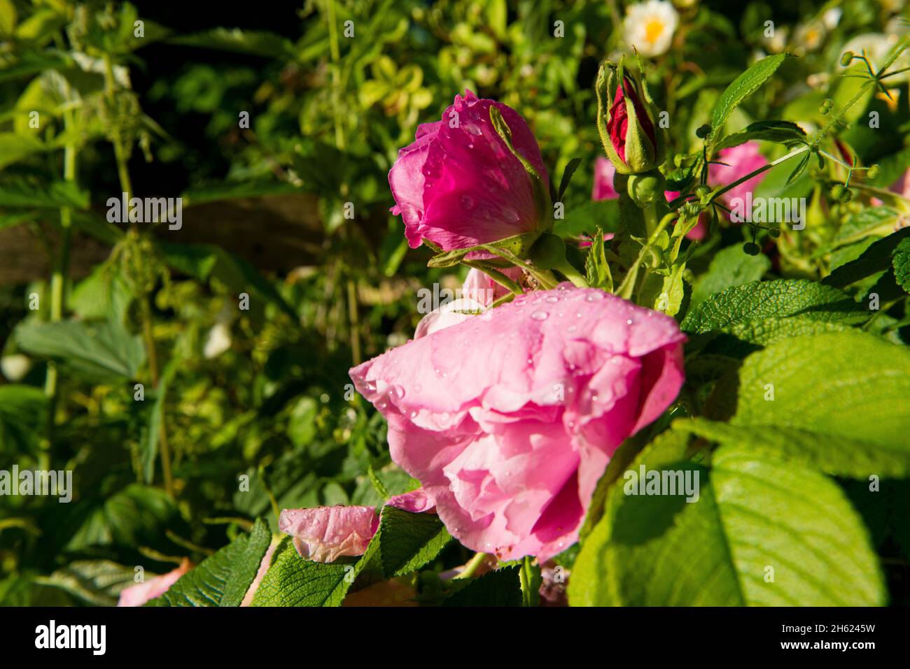 Smelling pink roses hi-res stock photography and images - Alamy