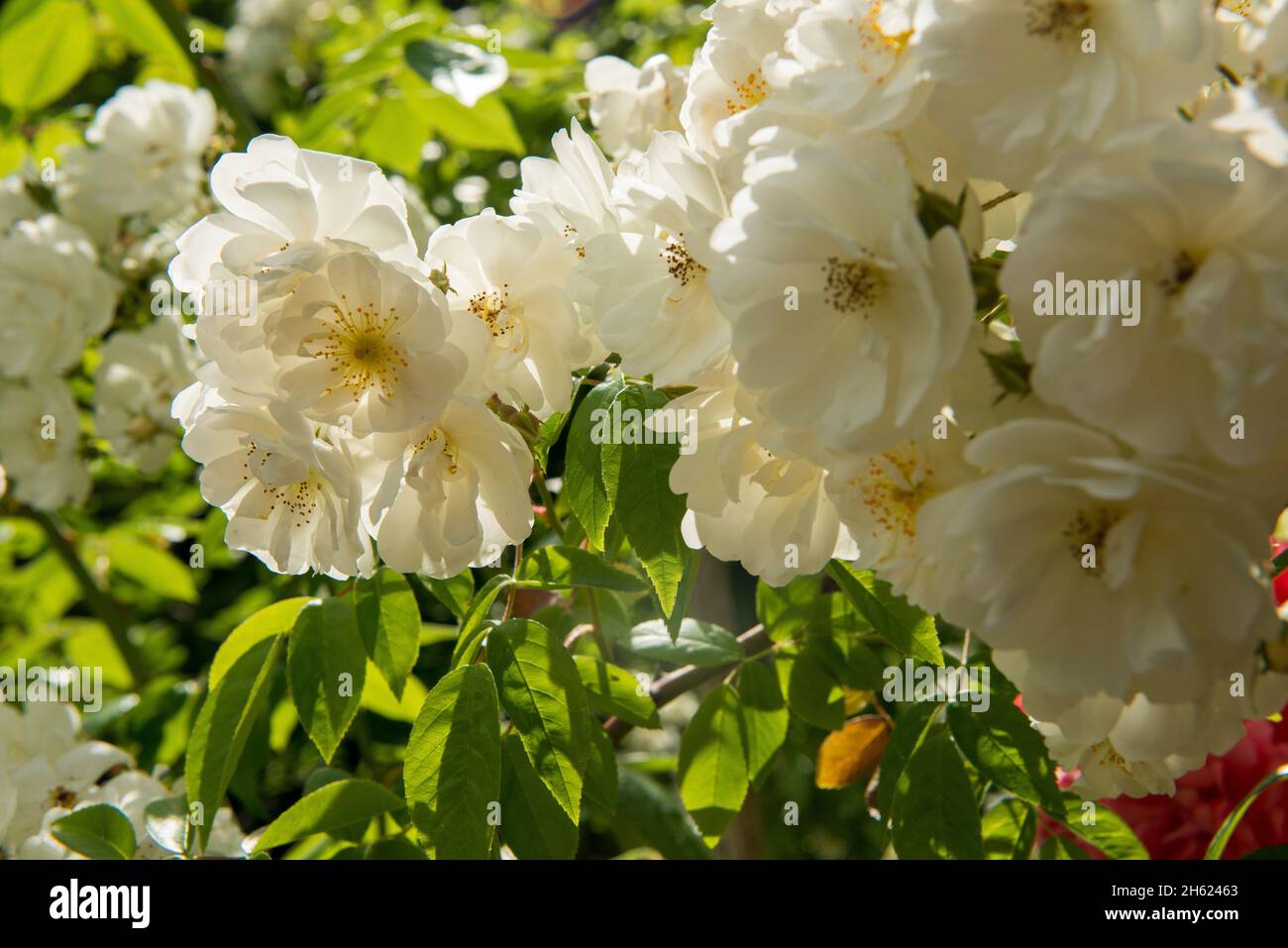 white roses,rambler rose,cottage garden,summer Stock Photo - Alamy