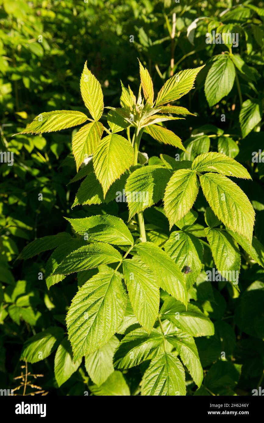 raspberry bush before flowering,garden,cottage garden Stock Photo - Alamy