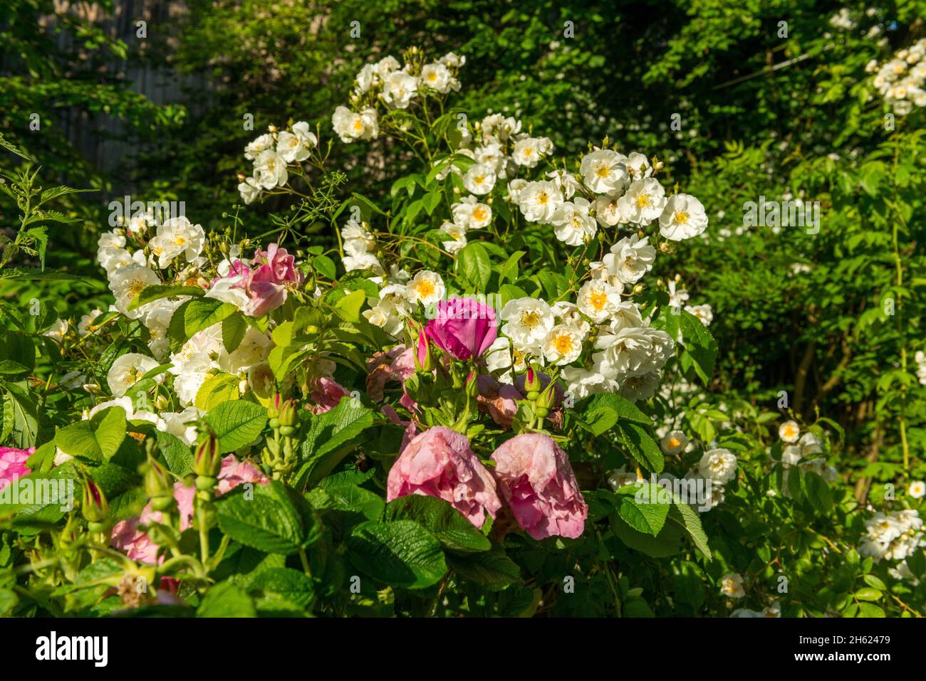 Botanic cottage hi-res stock photography and images - Alamy
