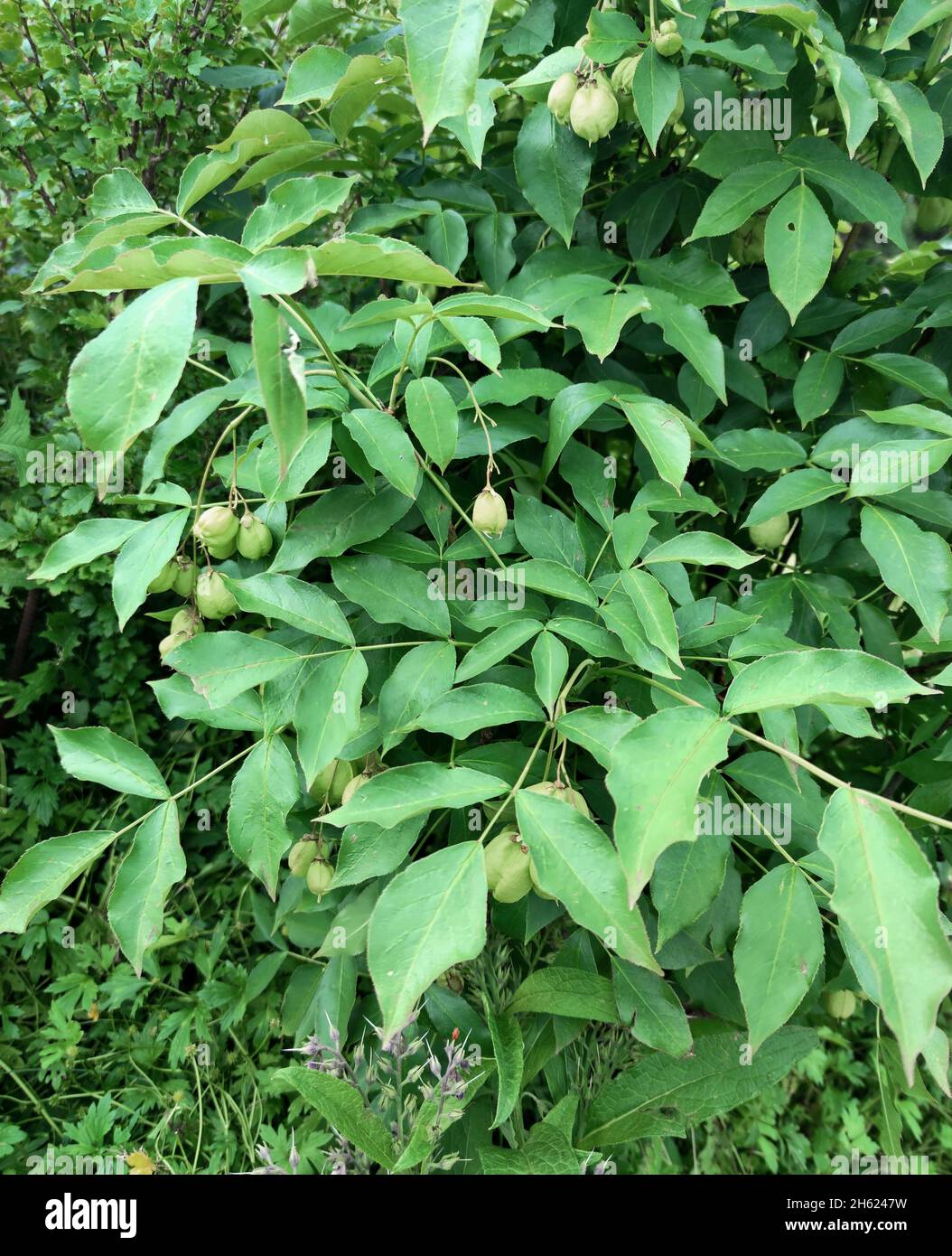 Hop tree hi-res stock photography and images - Alamy