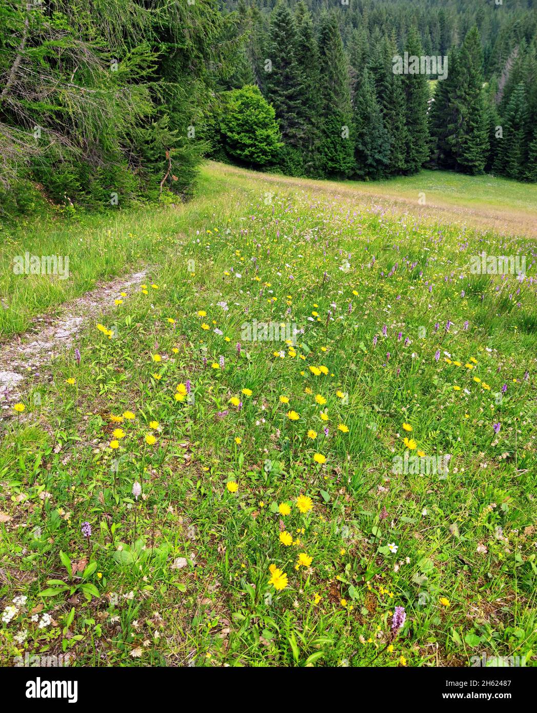 Tyrolean spruce hi-res stock photography and images - Alamy