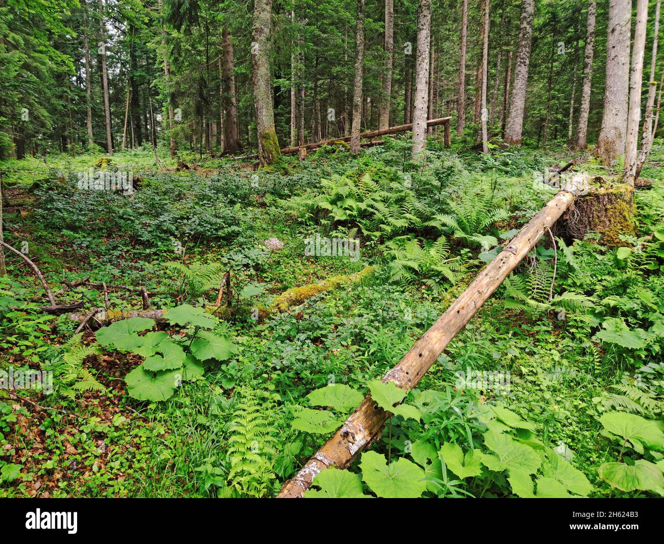 typical soil growth in the moist mountain forest Stock Photo - Alamy