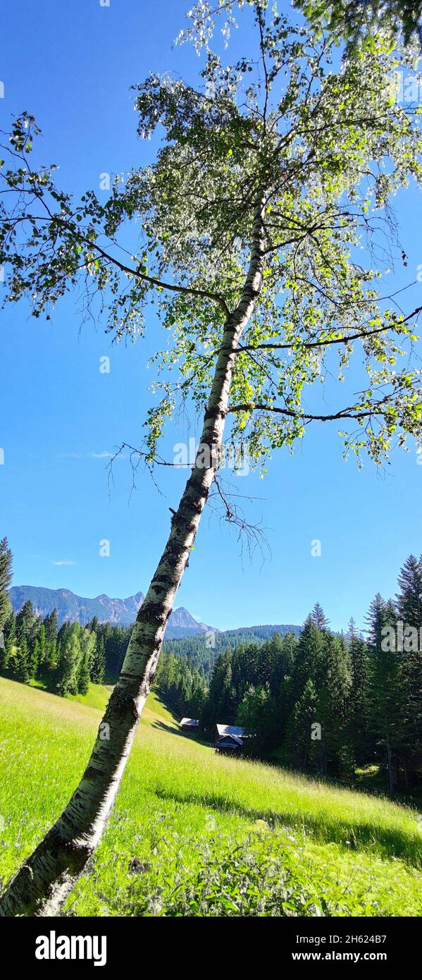 Edge birch tree forest hi-res stock photography and images - Alamy
