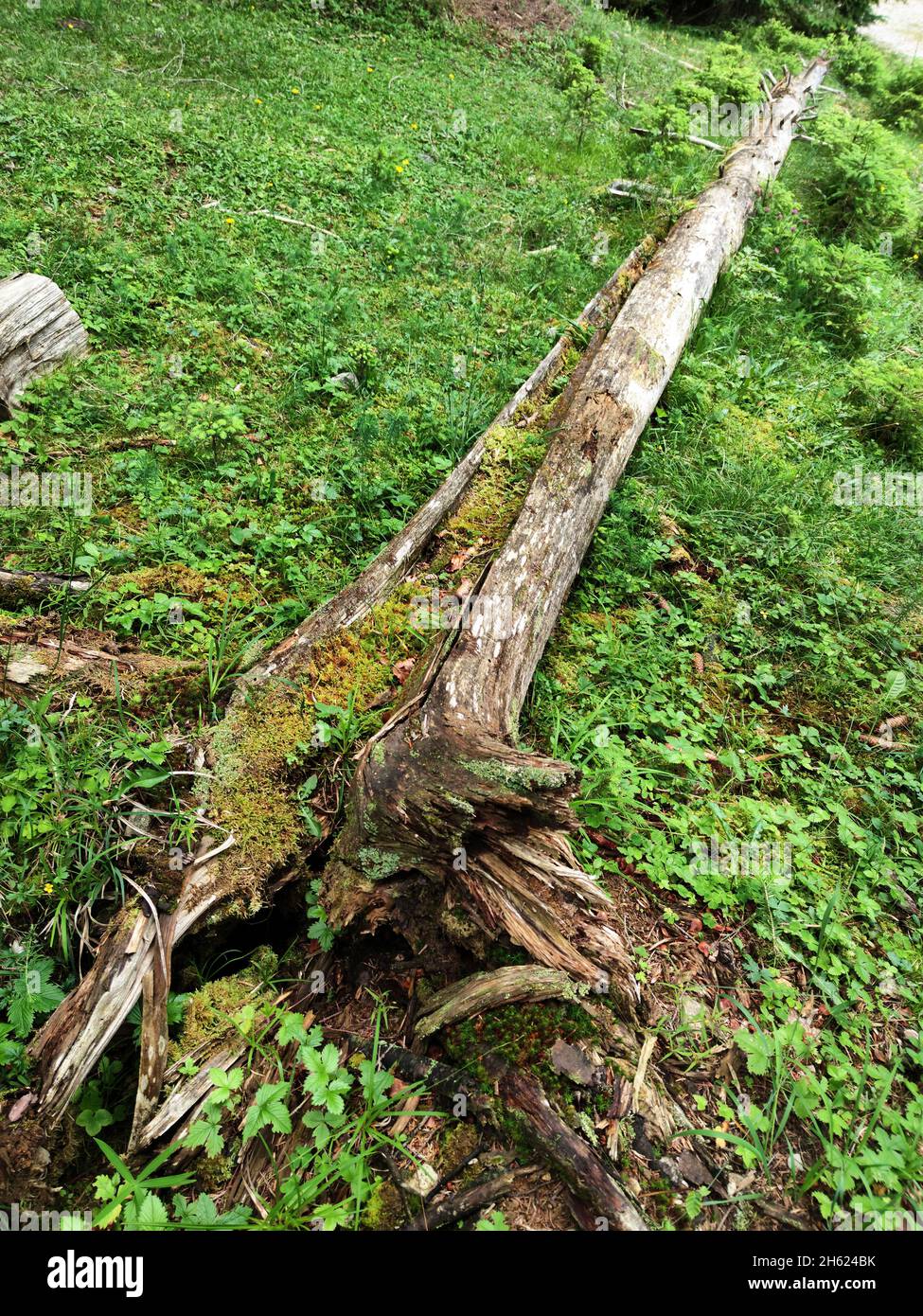 Tree trunk is recaptured in the damp mountain forest hi-res stock ...