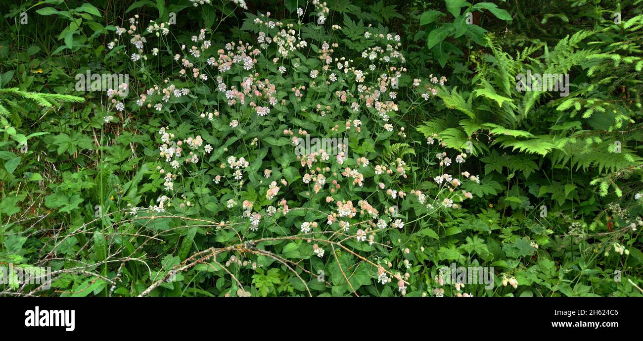 Goiter hi-res stock photography and images - Alamy