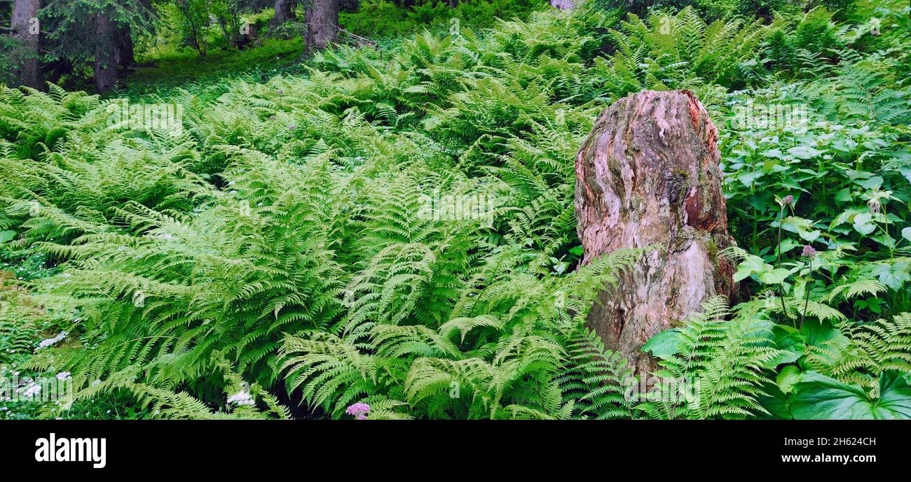 the fern grows on moist soil at over 1500 meters in the mountain forest ...