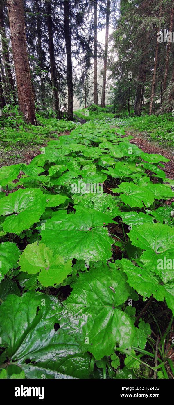 forest path in tyrol covered by the leaves of the common butterbur ...