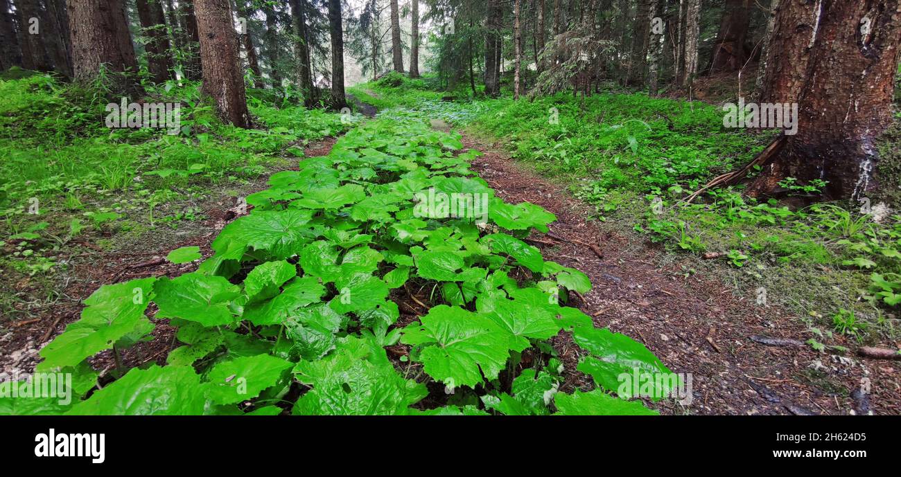 forest path in tyrol covered by the leaves of the common butterbur ...