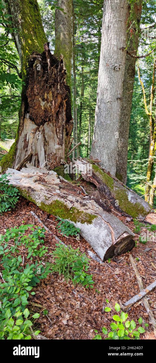 Rotten beech tree hi-res stock photography and images - Alamy