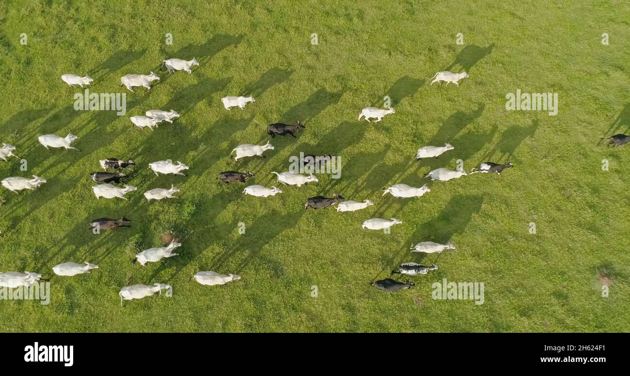 Beef cattel hi-res stock photography and images - Alamy