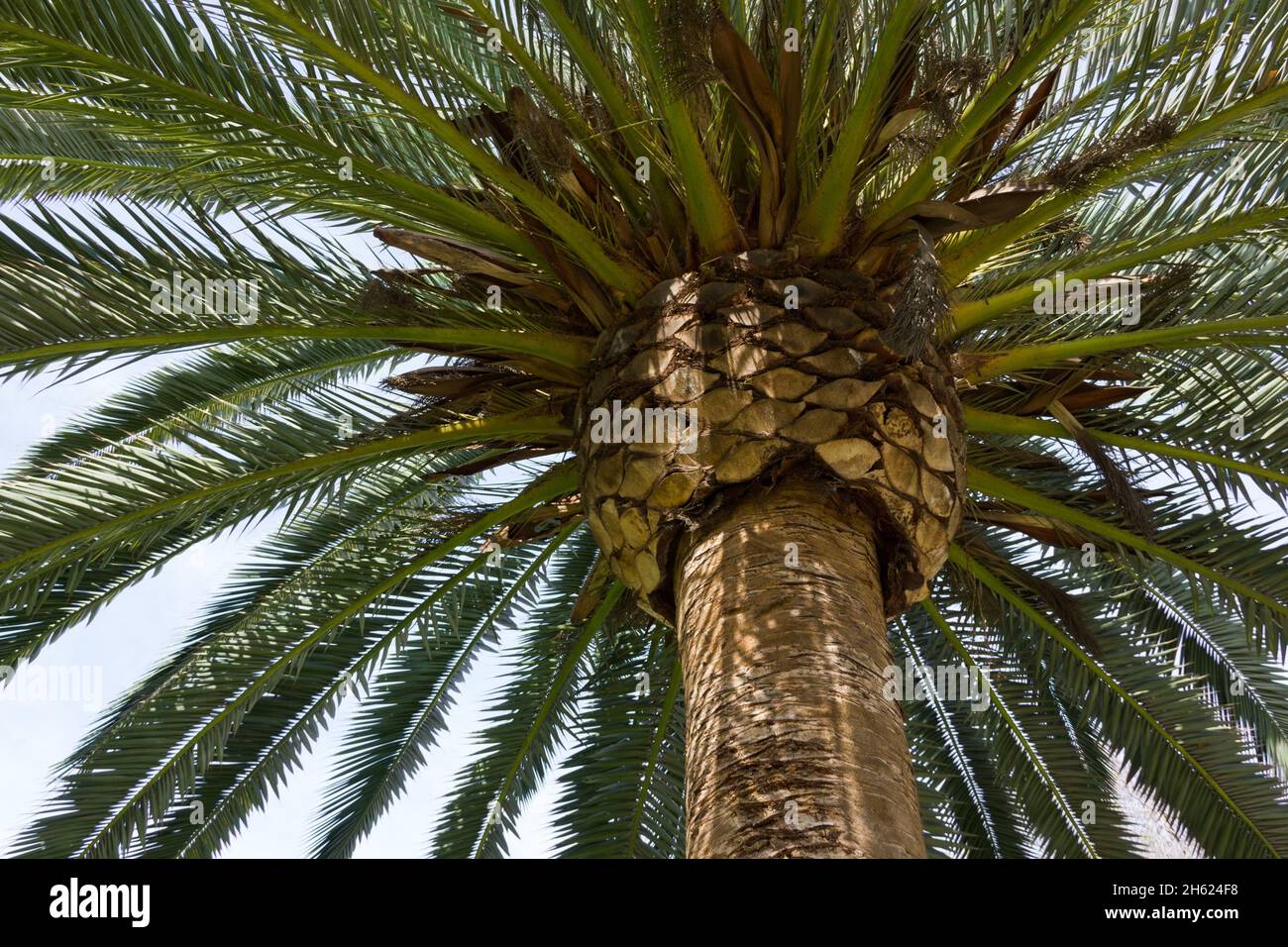 Top view palm tree isolated hi-res stock photography and images - Alamy