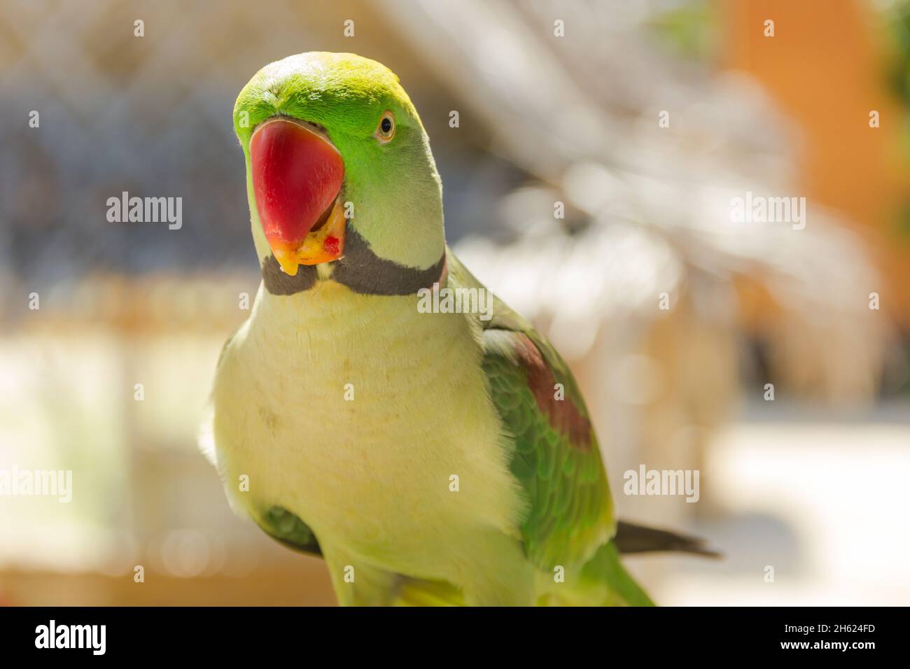 Close up on green parrot in Koh Phangan, Thailand. Exotic bird concept ...
