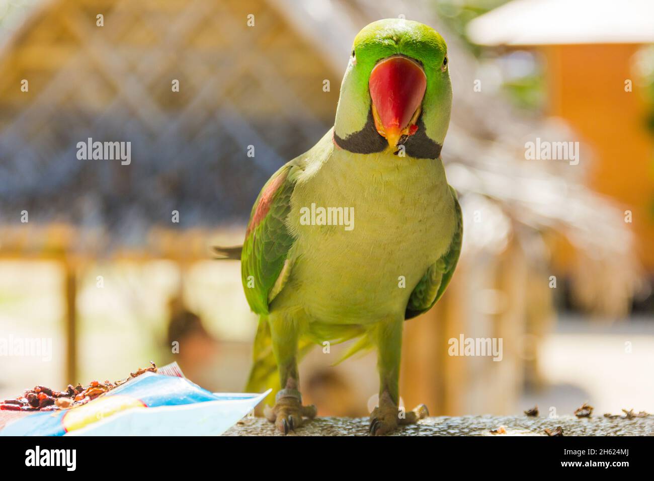 Green parrot portrait in Koh Phangan, Thailand. Exotic colorful bird ...