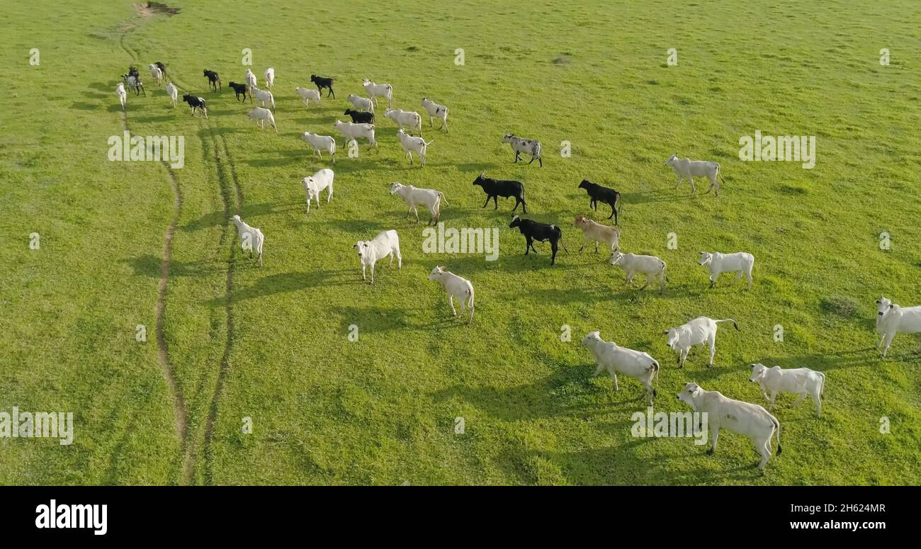 Cattle ranch brazil aerial hi-res stock photography and images - Alamy