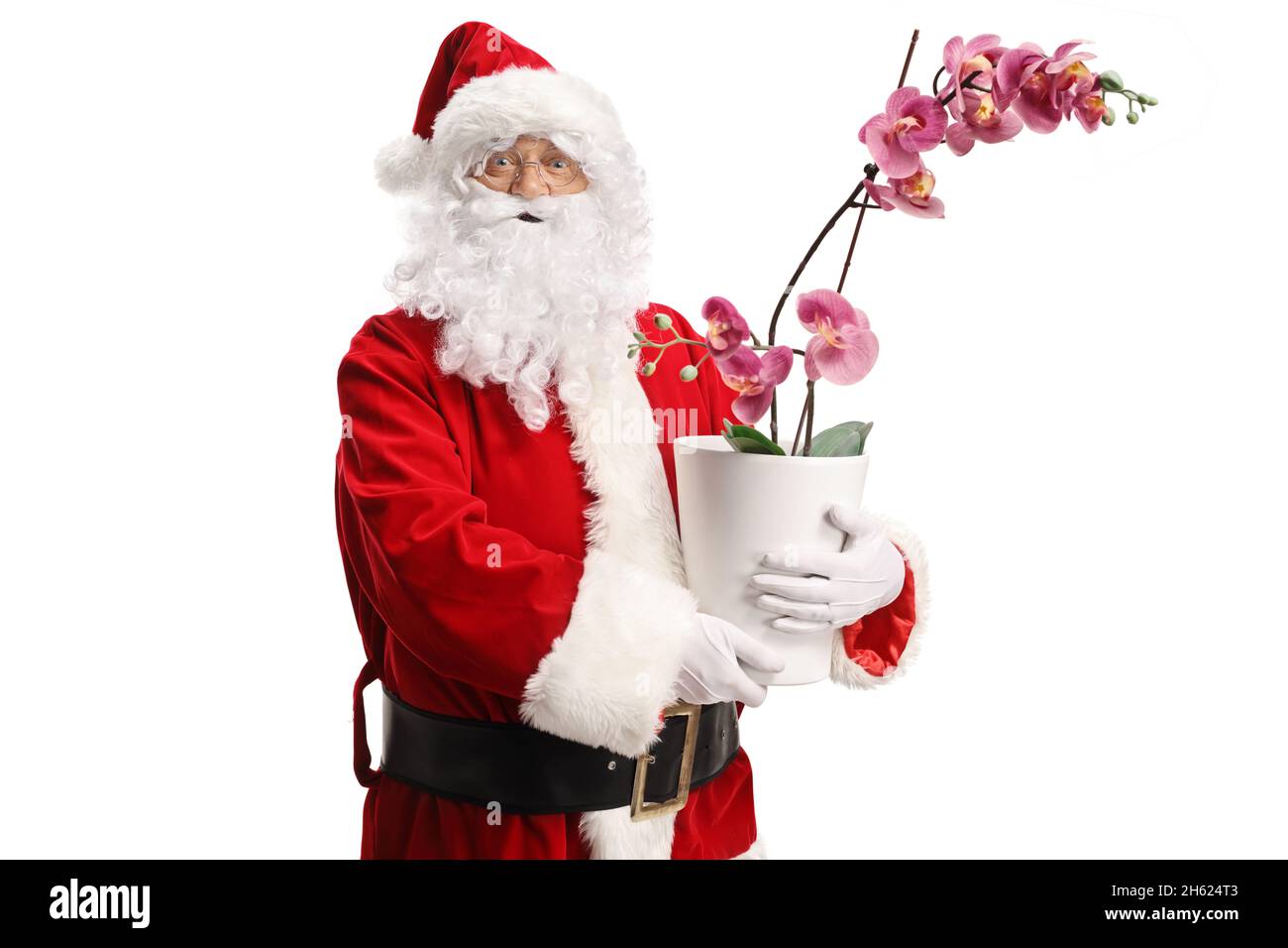 Santa claus holding an orchid flower in a pot isolated on white ...