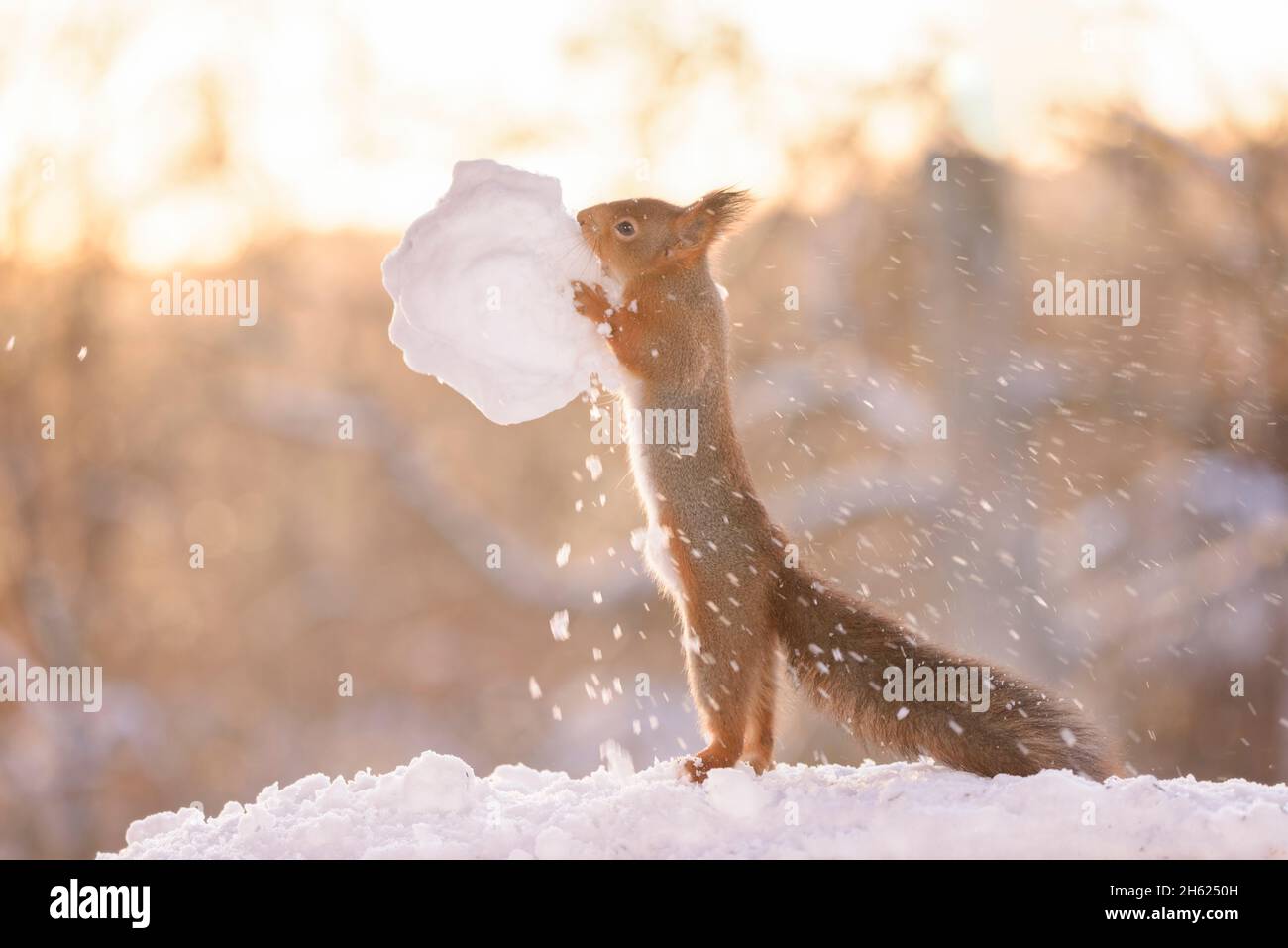 Make a snowball hi-res stock photography and images - Alamy