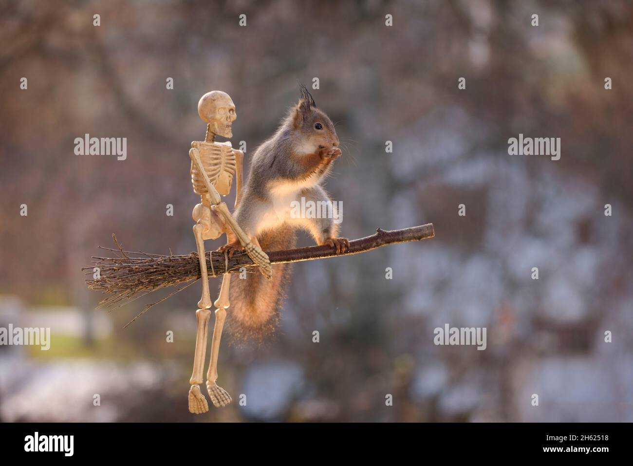 Red squirrel skeleton hi-res stock photography and images - Alamy