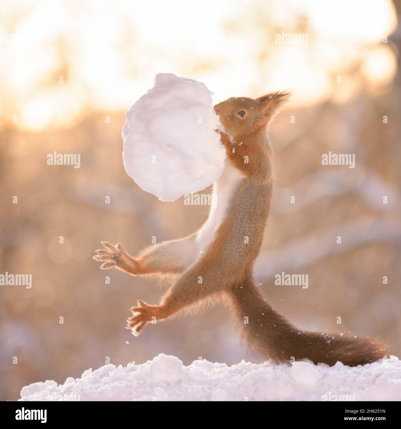 Make a snowball hi-res stock photography and images - Alamy