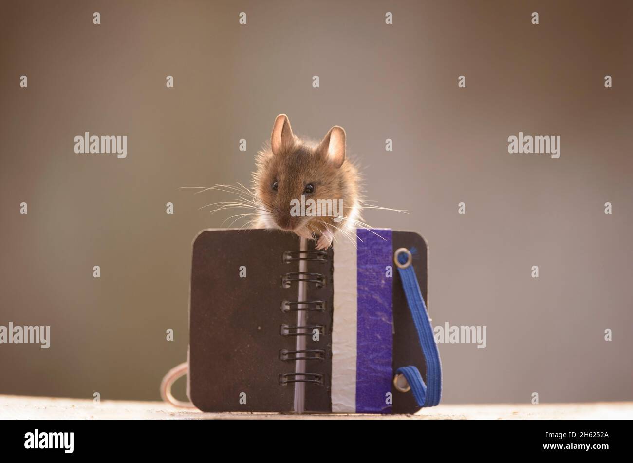 Mouse and book hi-res stock photography and images - Alamy