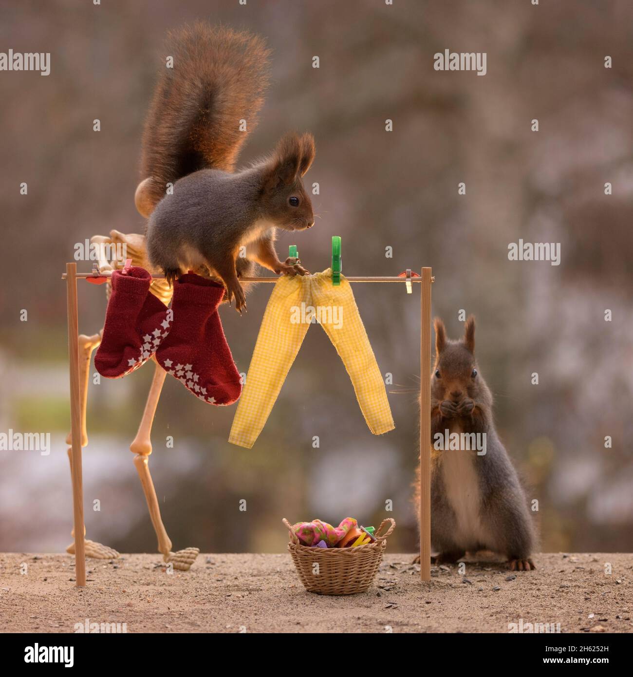 Red squirrel skeleton hi-res stock photography and images - Alamy