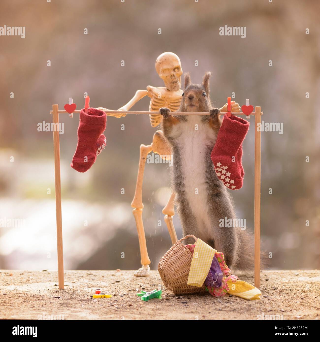 Squirrel washing line hi-res stock photography and images - Alamy