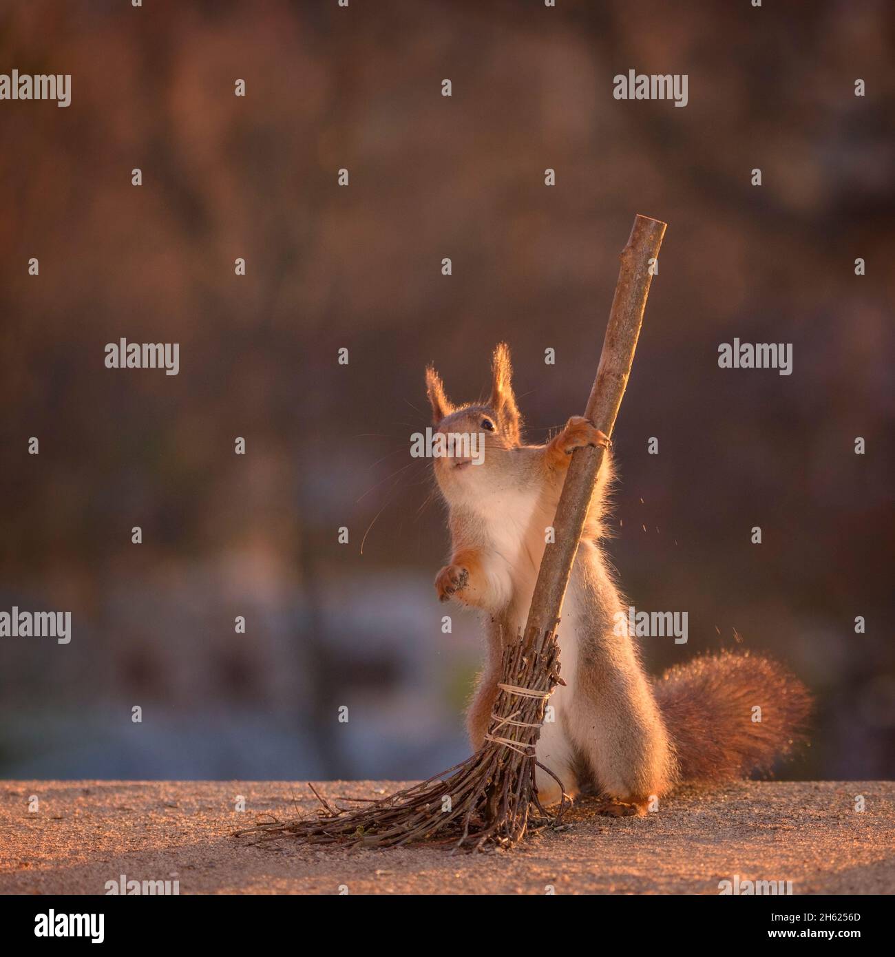 red squirrel is holding on to a broom Stock Photo - Alamy