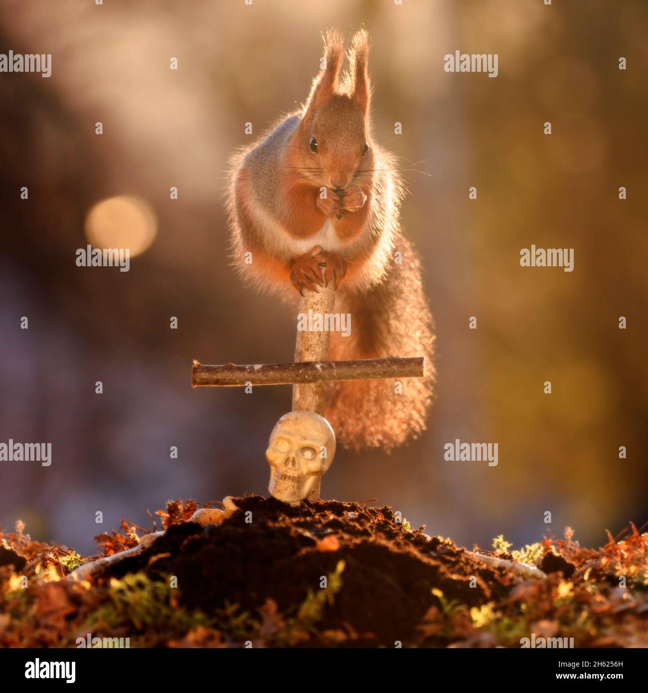 Skeleton Cross High Resolution Stock Photography and Images - Alamy